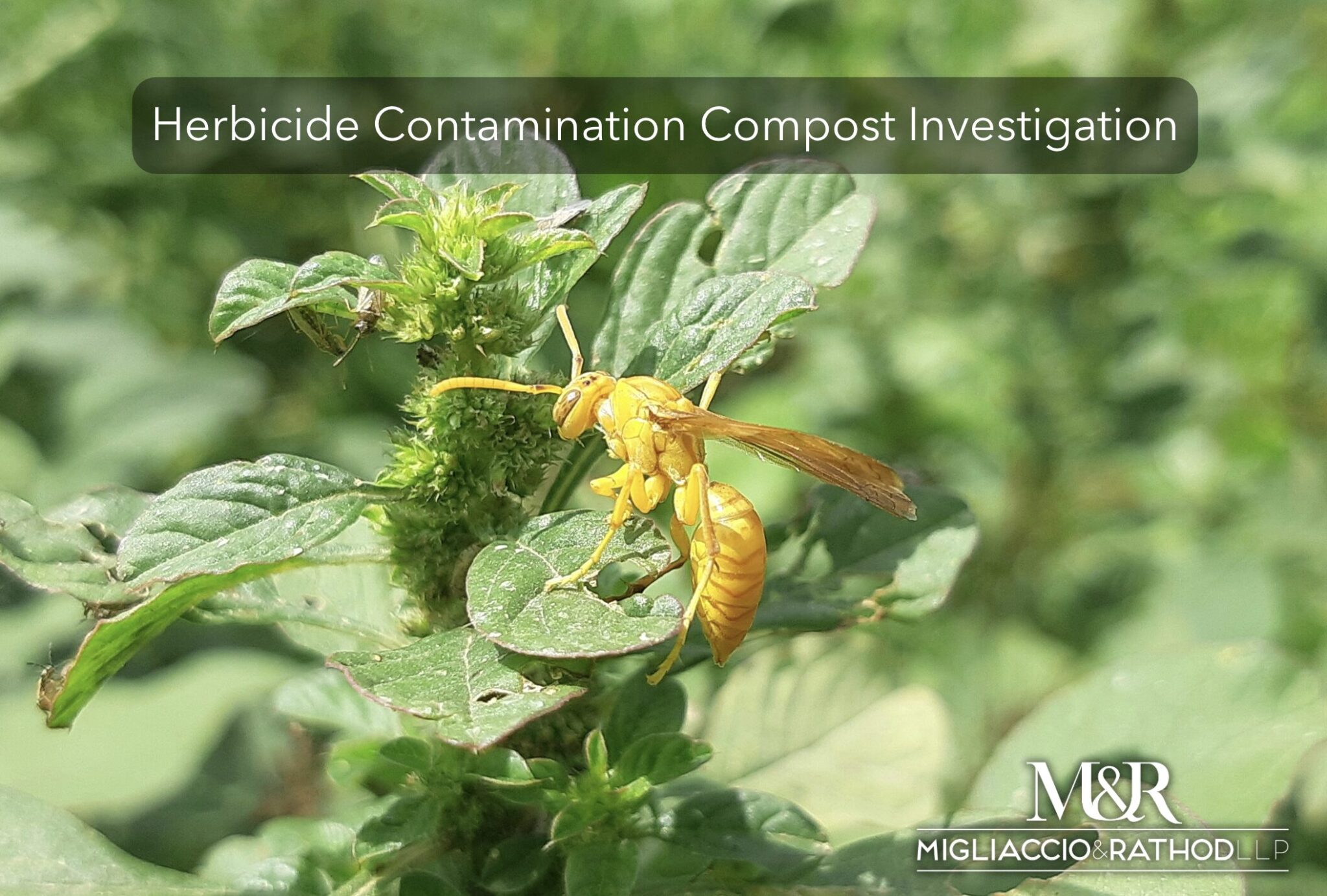 Herbicide Contamination Compost Investigation - M&R